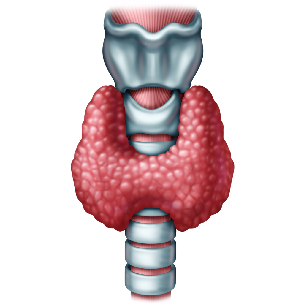 Thyroflex – The Most Advanced Thyroid Function Test