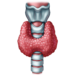 Thyroflex – The Most Advanced Thyroid Function Test